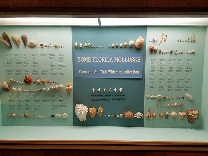Nature's jewelry collection on display &ndash; seashells that would make Neptune himself stop and admire the craftsmanship.