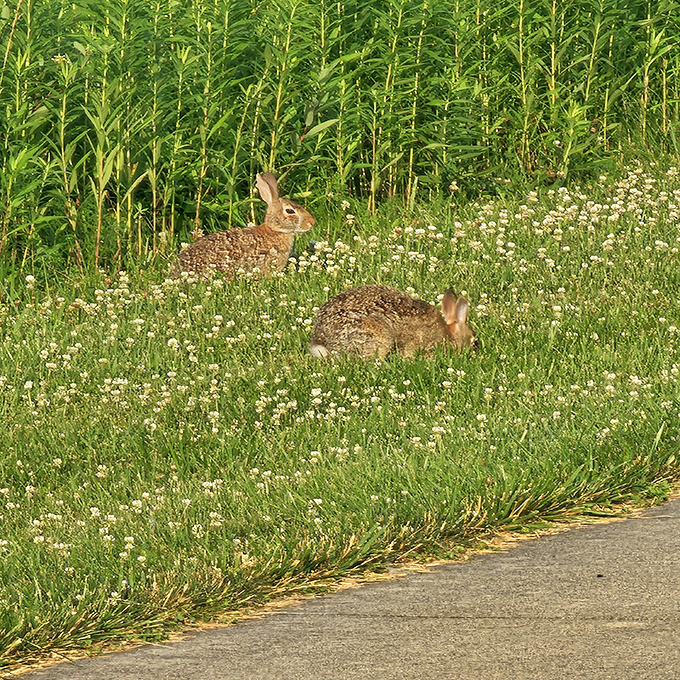 Nature's welcoming committee lounges among wildflowers. These cottontails have mastered the art of living the good life at Maumee Bay.