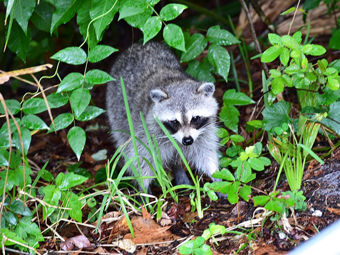 Your sandwich looks interesting. This raccoon bandit isn't subtle about casing your picnic, but those eyes make it hard to refuse.