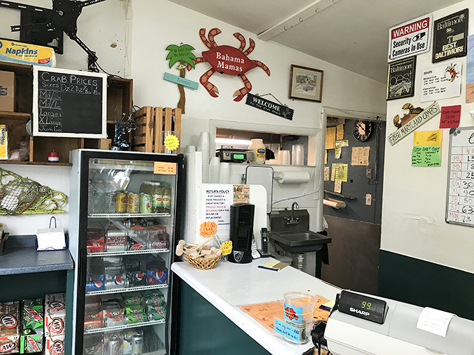 Behind this counter, seafood magic happens daily. The handwritten signs and coastal d&eacute;cor tell you everything about their priorities: fresh catch, not fancy frills.