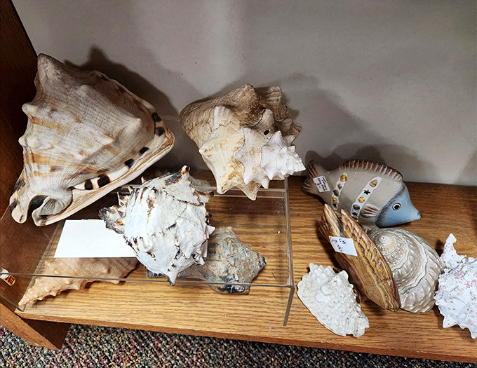Seashells that have traveled farther than most people. Now they're waiting for you to take them home to your bathroom windowsill.