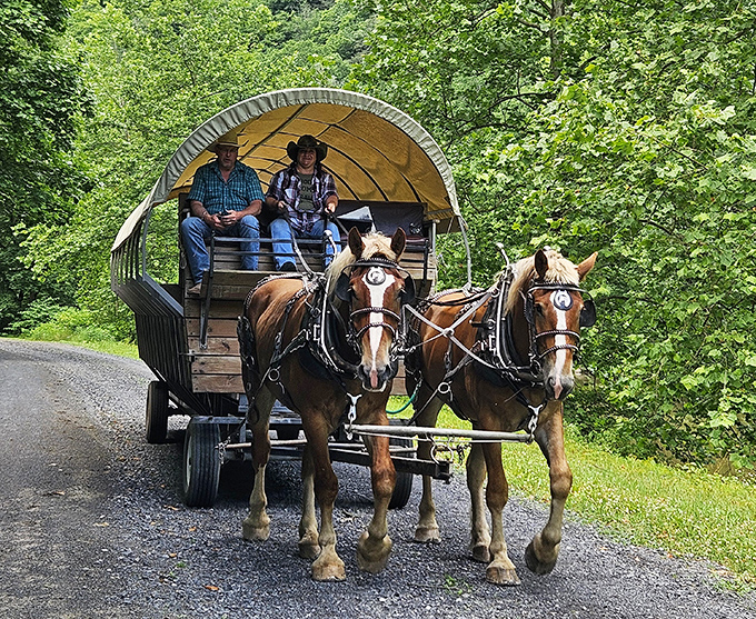 The authentic pioneer experience, minus the scurvy. These horses know the trail better than most humans know their commute.
