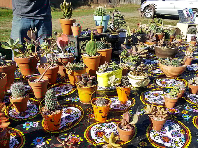 Succulents for people who killed their last houseplant but remain eternally optimistic about their gardening skills.