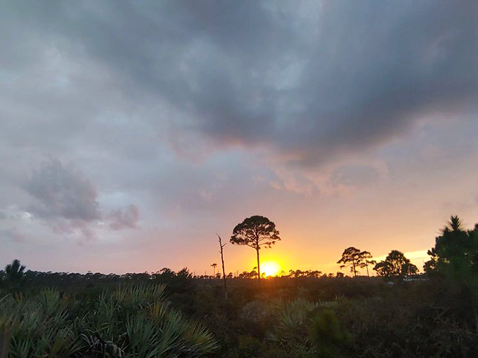 Mother Nature's nightly masterpiece. Florida sunsets transform even the most ordinary pine flatwoods into something worthy of a gallery wall. 