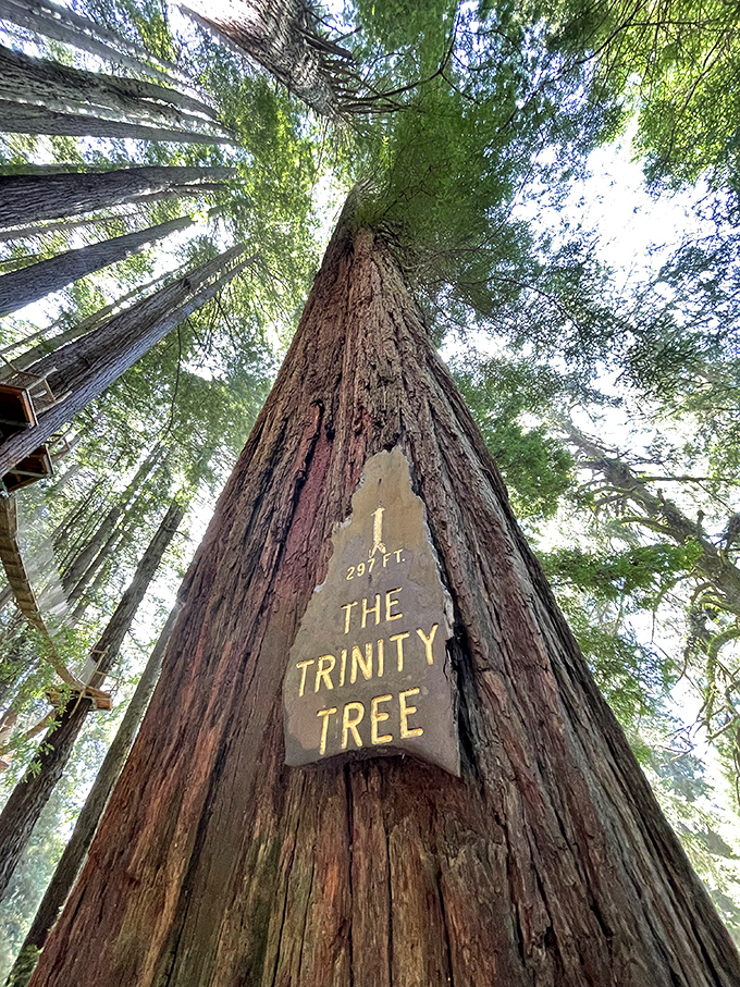 Looking up at the Trinity Tree's 297-foot majesty makes your neck hurt in the most worthwhile way possible.