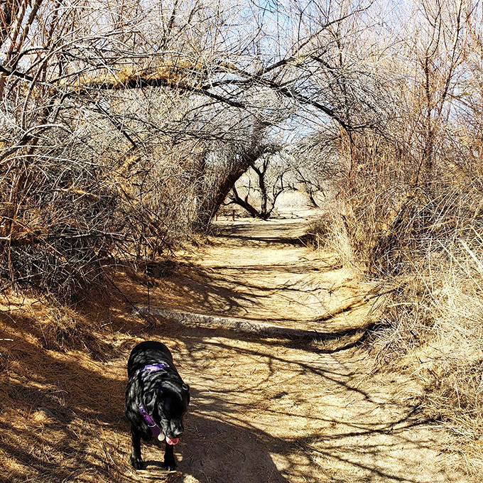 Nature's hallway – sun-dappled trails wind through mesquite and cottonwood, creating natural tunnels that beckon explorers and their four-legged companions.