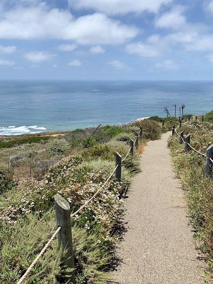 Coastal trails wind through native habitat, offering Pacific views that make even the most dedicated indoor person consider hiking as a legitimate hobby.