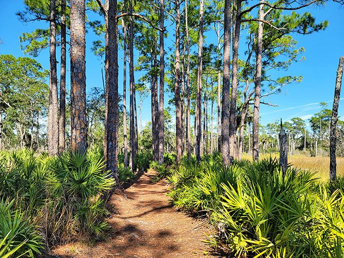 The path less traveled beckons between sentinel pines and saw palmettos. This trail promises whispered secrets for those willing to listen.