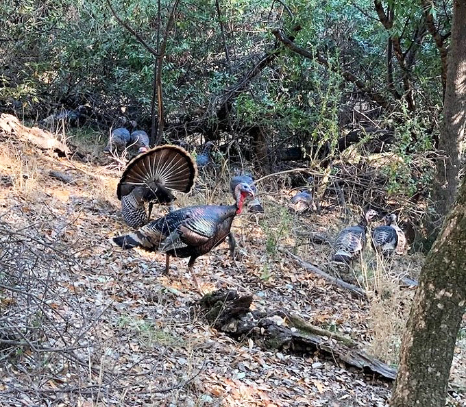 Wild turkeys strut their stuff through the underbrush &ndash; nature's own welcoming committee with attitude to spare.