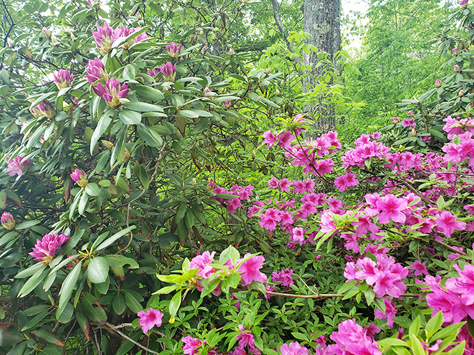 Spring wildflowers carpet the forest floor, nature's way of rolling out the welcome mat for visitors.