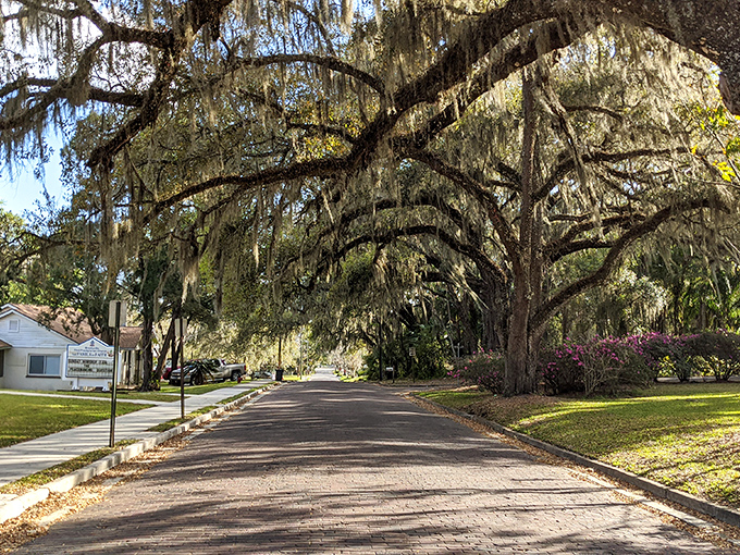 Moss-draped oaks create natural tunnels along Brooksville's streets &ndash; nature's air conditioning in affordable Florida.