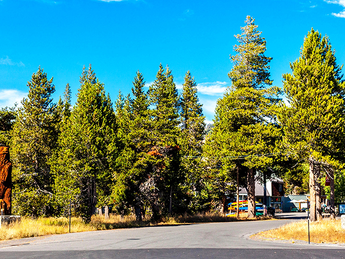 The towering pines surrounding Arnold's shops create nature's perfect frame for a town that moves at exactly the right pace.