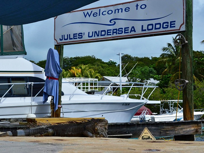 Room service requires scuba certification! This underwater paradise offers the ultimate immersive sleeping experience for adventurous travelers.