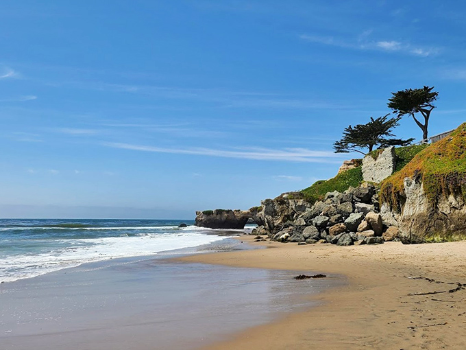 Green meets blue meets golden sand at this Santa Cruz gem. The perfect spot for dogs who think they're mermaids in disguise.