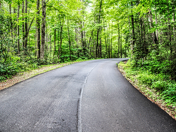 Tellico Plains' winding roads through lush forests invite you to roll down the windows and breathe deeply.