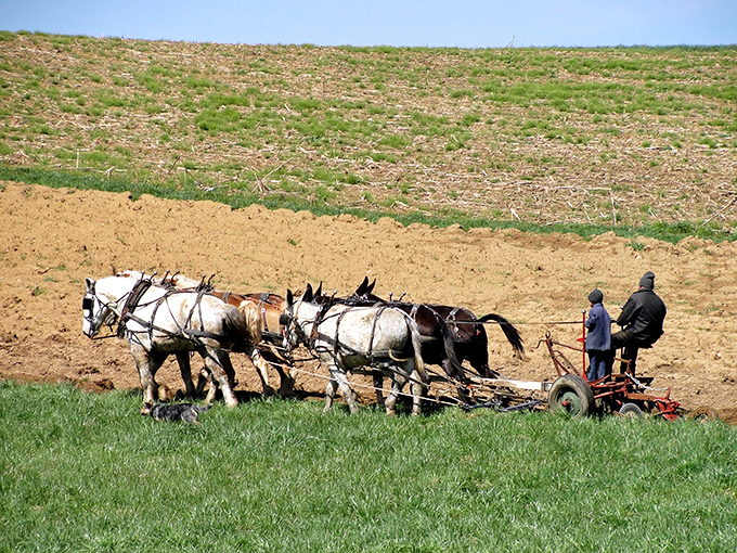 Four-horsepower farming isn't obsolete&mdash;it's deliberate. These farmers aren't rejecting progress; they're preserving something precious.