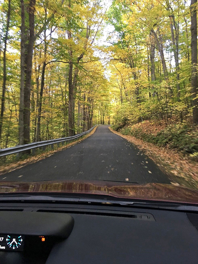 Driving through a golden tunnel of autumn leaves feels like entering a magical realm. Nature's confetti celebration happens every fall.