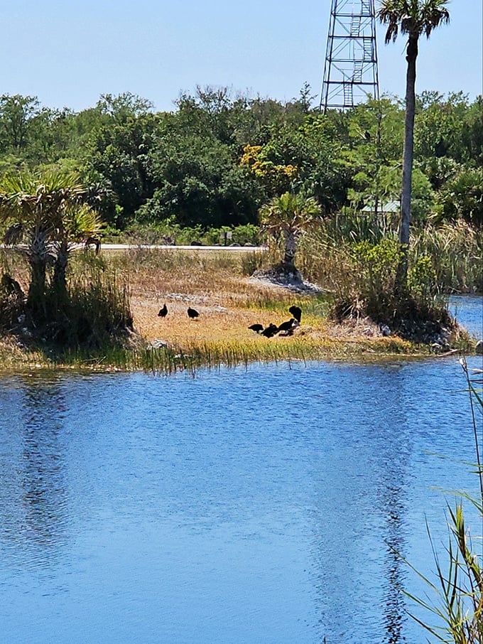 Bird convention in session at the water's edge. These feathered committee members appear to be discussing important wetland business.