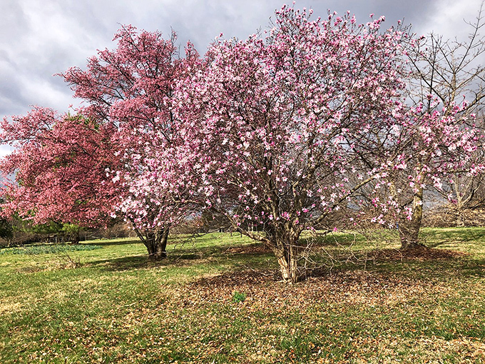 Spring's pink explosion that makes even non-photographers reach for their phones. Cherry blossoms: Japan's greatest gift besides sushi.