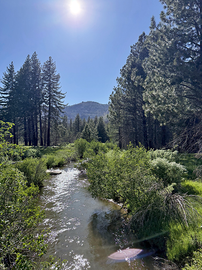 Sunlight dances on Carson River waters as pines stand sentinel, nature's version of the perfect screensaver come to life. 