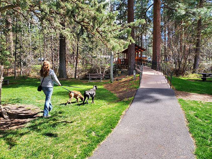 Where dogs lead humans on adventures through Creekside Park. The path says "casual stroll," but those trees whisper "you're in nature's cathedral now."