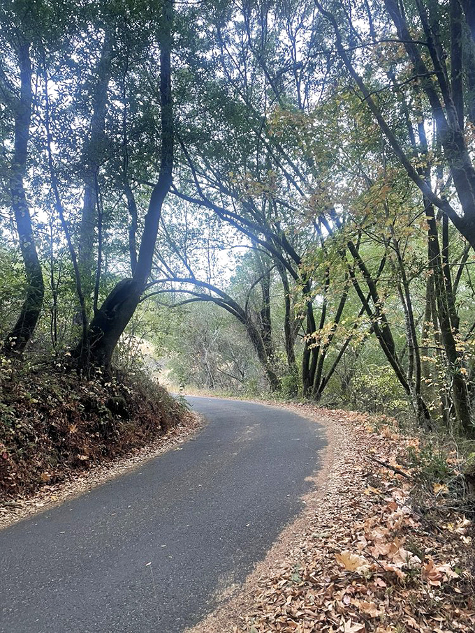 Sunlight dapples this winding road like nature's own disco ball, creating the perfect drive for both contemplation and car commercial fantasies.