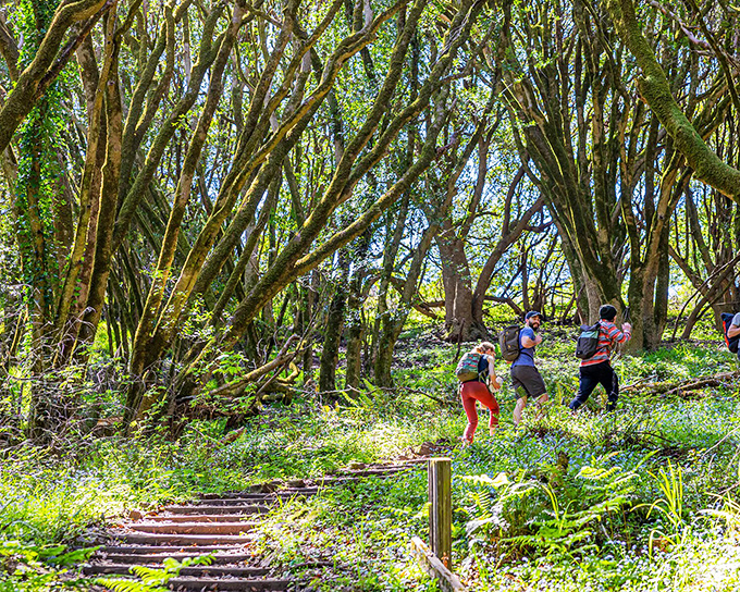 The Dipsea Trail beckons hikers into a fairytale forest where redwoods have been holding meetings for centuries.