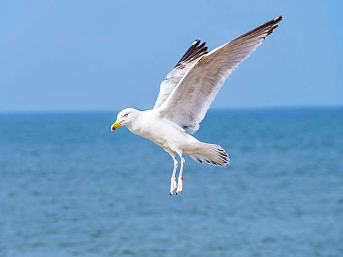 Lake Michigan's unofficial welcoming committee takes flight, probably contemplating which beachgoer might share their picnic lunch.