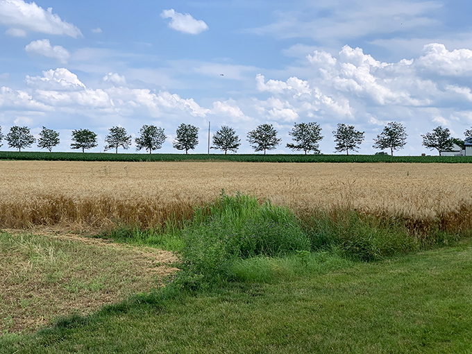Fields of gold stretch toward the horizon, reminding us that before food was "farm-to-table," it was simply called "dinner."