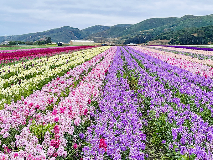 Flower fields stretch toward the mountains like nature's own color wheel. Lompoc's famous blooms give "stopping to smell the roses" a whole new meaning.