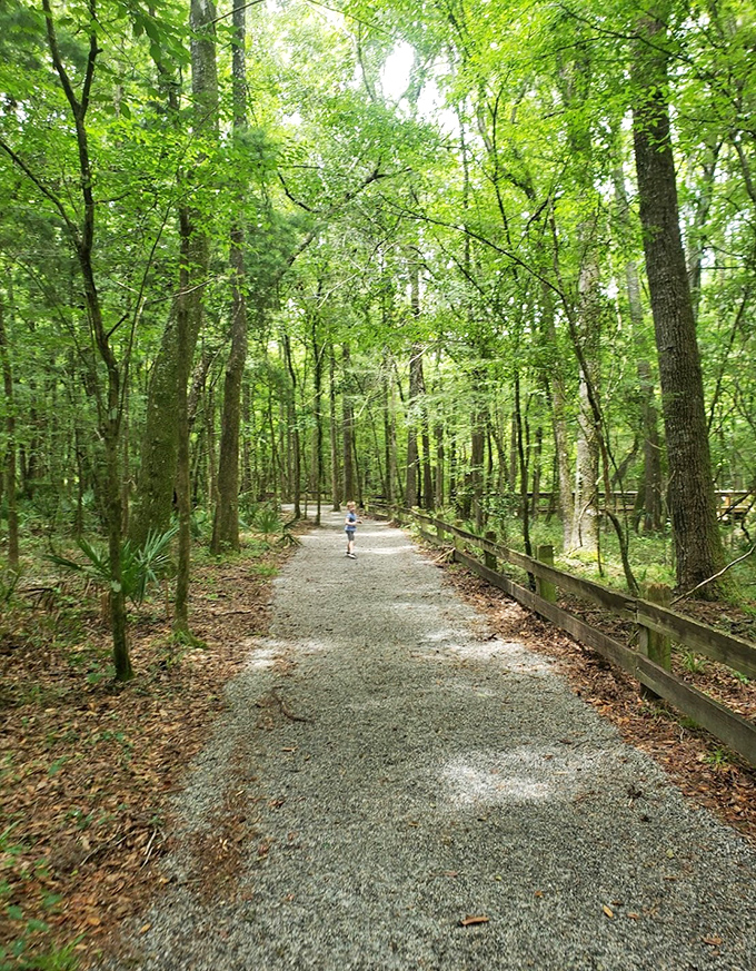 Dappled sunlight creates a natural spotlight on this serene forest trail. Walking here feels like strolling through a painting that changes with every step.