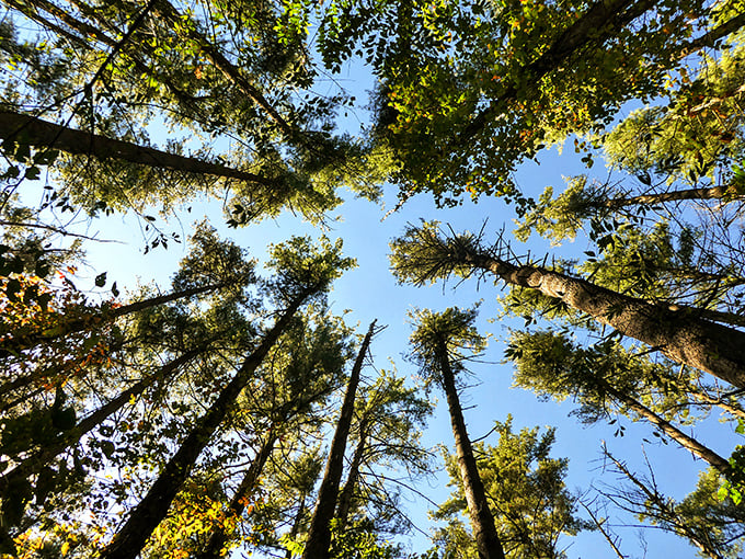 Look up! The forest's skyscrapers reach for blue heaven, creating a natural cathedral ceiling Frank Lloyd Wright would envy.