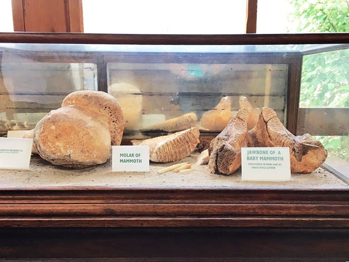Mammoth molars and jawbones on display – prehistoric dental work that makes your root canal seem like a walk in the park.