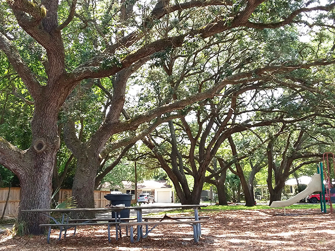 Oak trees create nature's gazebo at Garniers Beach Park, where conversations flow as easily as the nearby tide.