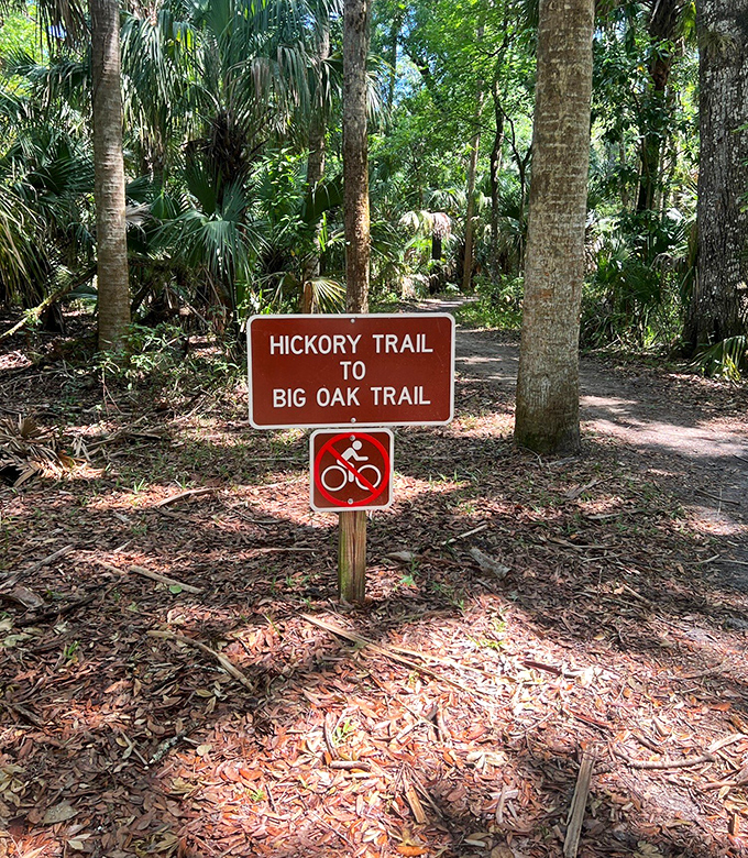The Hickory Trail winds through forests that predate every historical drama ever filmed.