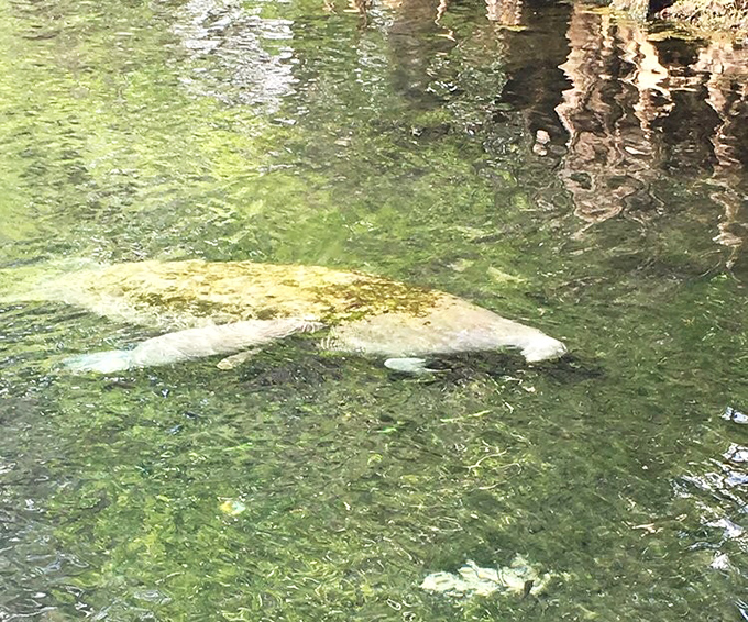 VIP visitors: These manatees didn't need TripAdvisor reviews to discover Florida's most refreshing winter retreat.