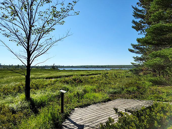 A front-row seat to nature's greatest show. This humble wooden platform offers million-dollar wetland views that change hourly with the light.