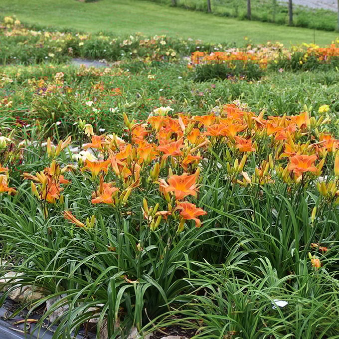 These daylilies put on a show that rivals Broadway, but with tickets that cost exactly nothing. Nature's color palette at its finest.