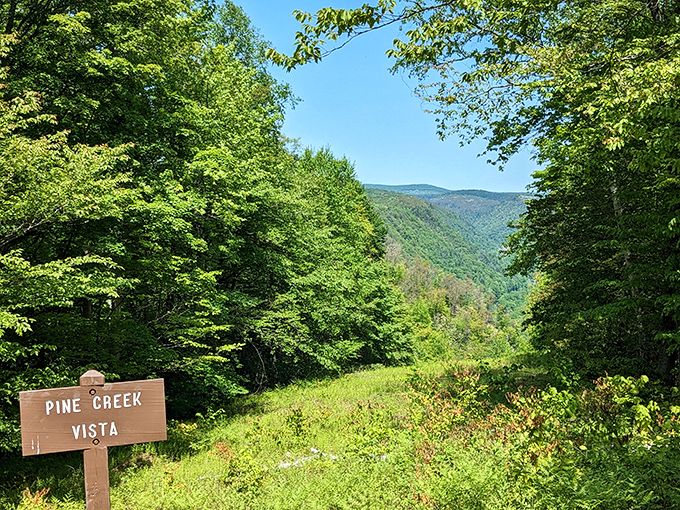 Signs you're in the right place: literally a sign that says "Pine Creek Vista" and views that make your phone camera feel inadequate.