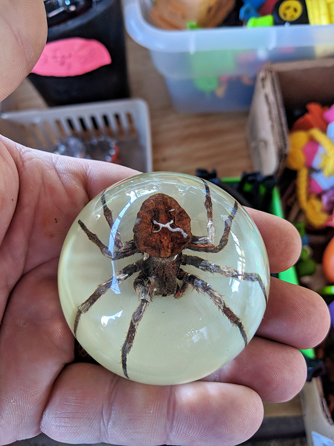 "Look what I found!" That moment when your flea market expedition yields a perfectly preserved spider paperweight that's equally fascinating and terrifying.