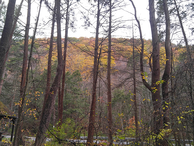Autumn's paintbrush transforms the valley into a tapestry of warm hues. Even through the trees, nature's fireworks display is impossible to miss.