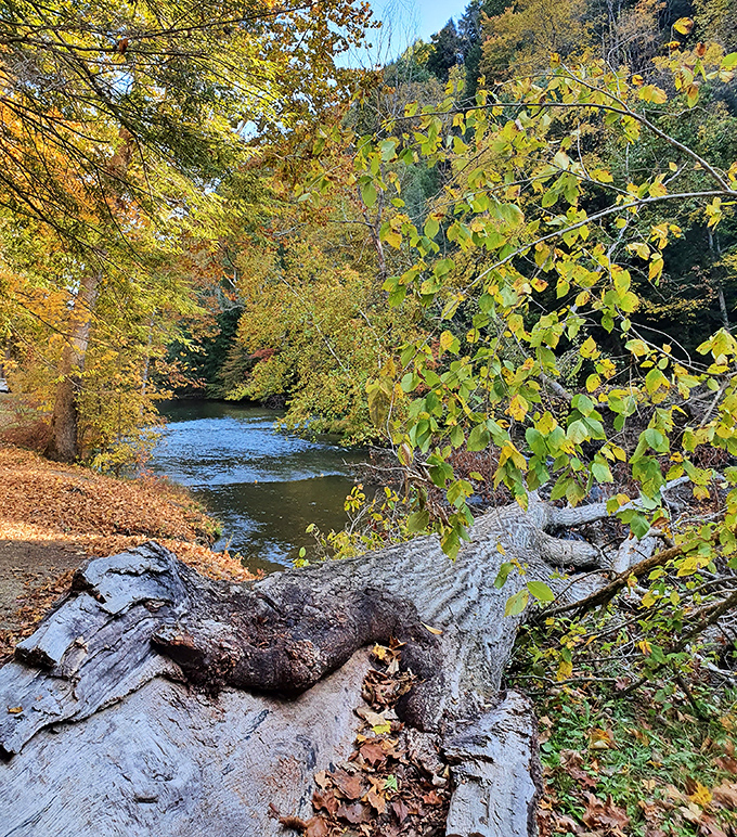 Nature's own fallen log installation art. The Guggenheim has nothing on this autumn riverside gallery.