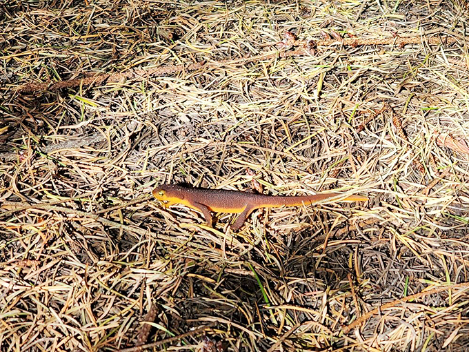 The vibrant rough-skinned newt patrols the trail edges &ndash; California's tiny dragon that reminds you this is still wild country.