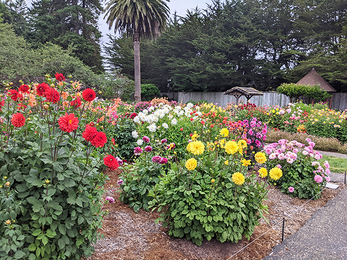 Sequoia Park's dahlia garden explodes with colors so vibrant they make your smartphone camera wave a white flag in surrender.