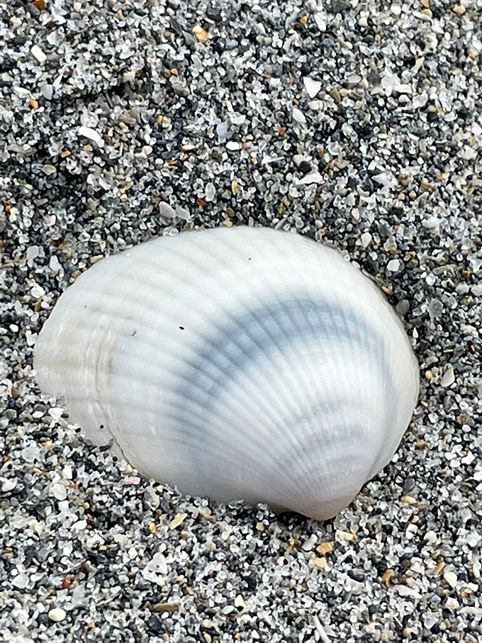 Shell seekers, rejoice! Jupiter Beach delivers these little treasures daily, no appointment necessary. Nature's own souvenir shop.
