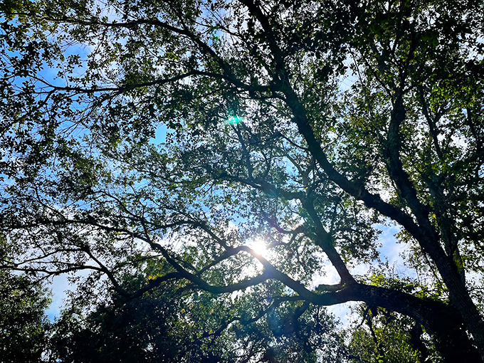 Look up! Sunlight plays hide-and-seek through the ancient branches, creating a light show that no theme park could ever replicate.