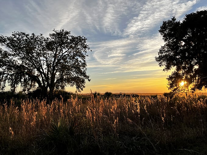 Florida sunsets over prairie grasses create the kind of golden hour that Instagram filters desperately try to replicate.
