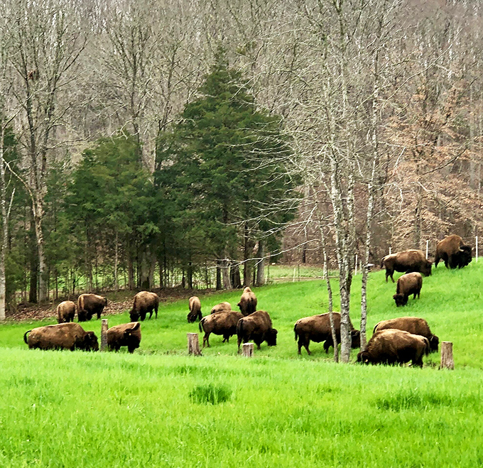These magnificent bison roam the green pastures like they own the place&mdash;because they absolutely do. Nature's true landlords in all their woolly glory.