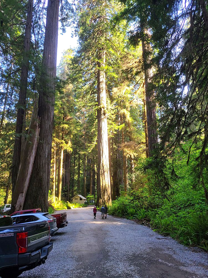 That moment when you realize those aren't just trees—they're the oldest living skyscrapers on Earth, built by time and resilience.
