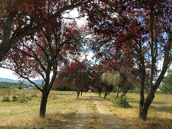 These tree-lined trails don't care about your step count&mdash;they're too busy showing off their autumn colors and whispering secrets.